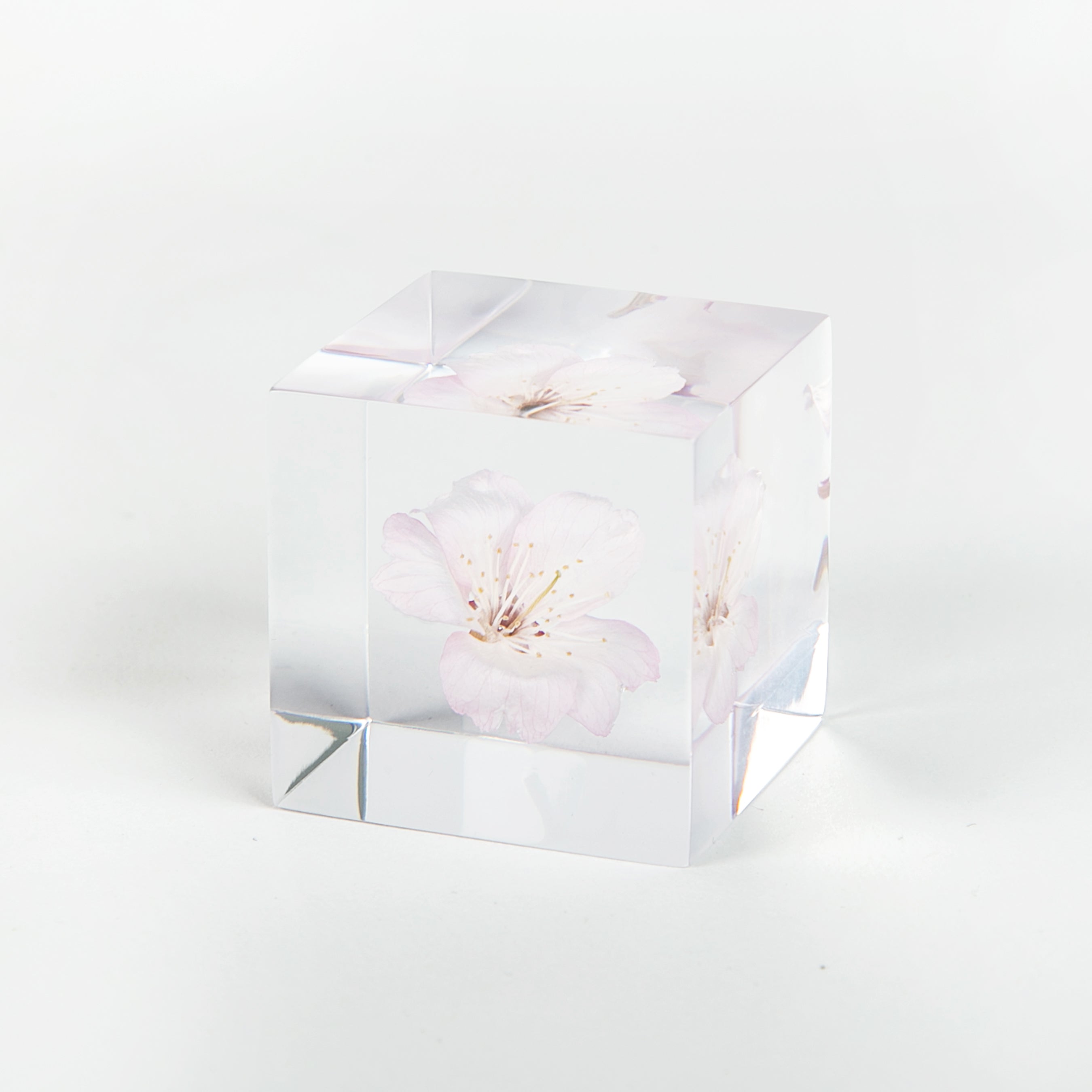 Sola Cubes - Sakura (Cherry Blossom) | Canoe