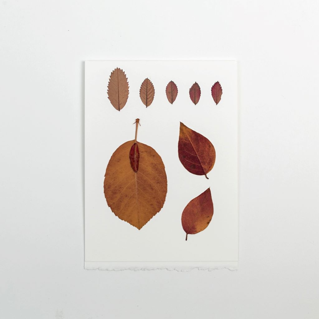 Leaf Card – Canoe