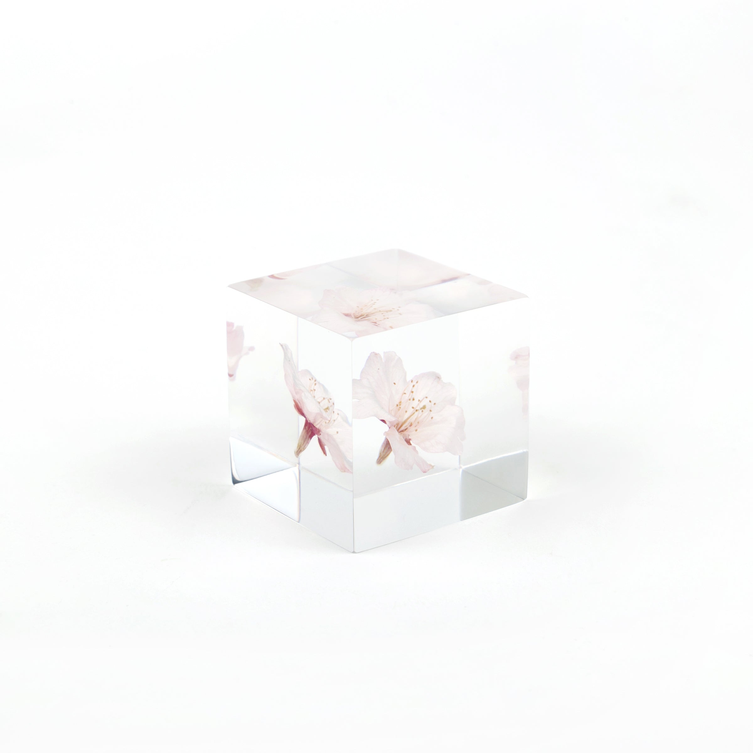 Sola Cubes - Sakura (Cherry Blossom) | Canoe
