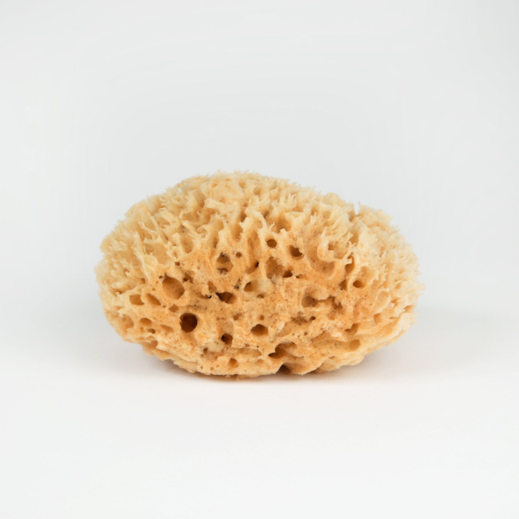 Natural Sea Wool Sponges | Canoe